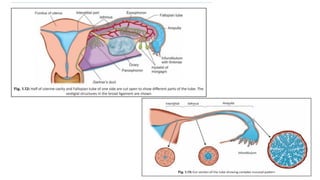 ANATOMY OF FEMALE GENITAL SYSTEM (gyne).pptx