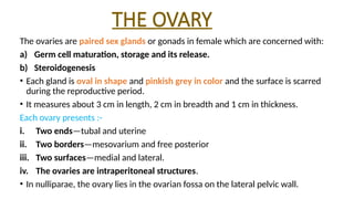 ANATOMY OF FEMALE GENITAL SYSTEM (gyne).pptx