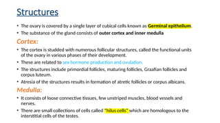 ANATOMY OF FEMALE GENITAL SYSTEM (gyne).pptx