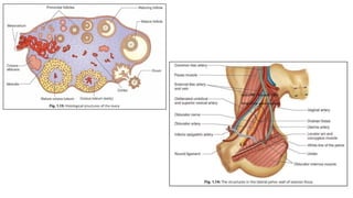 ANATOMY OF FEMALE GENITAL SYSTEM (gyne).pptx