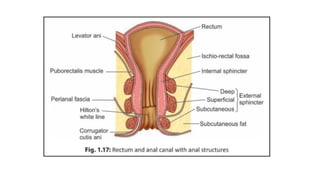 ANATOMY OF FEMALE GENITAL SYSTEM (gyne).pptx