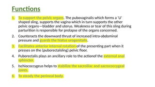 ANATOMY OF FEMALE GENITAL SYSTEM (gyne).pptx