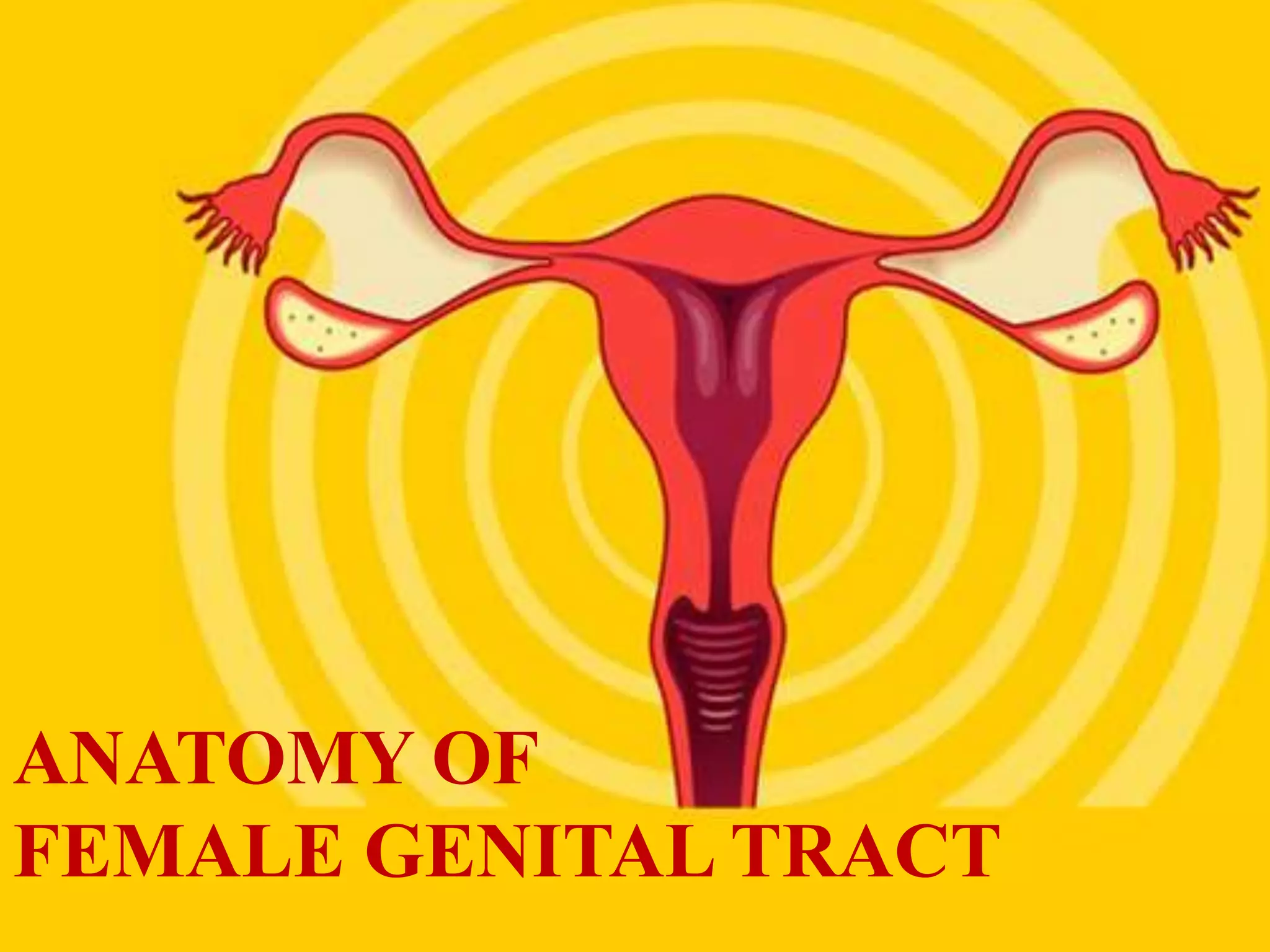 Anatomy of female genital tract | PPTX
