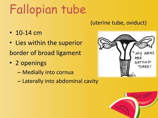 Anatomy of female genital tract | PPTX