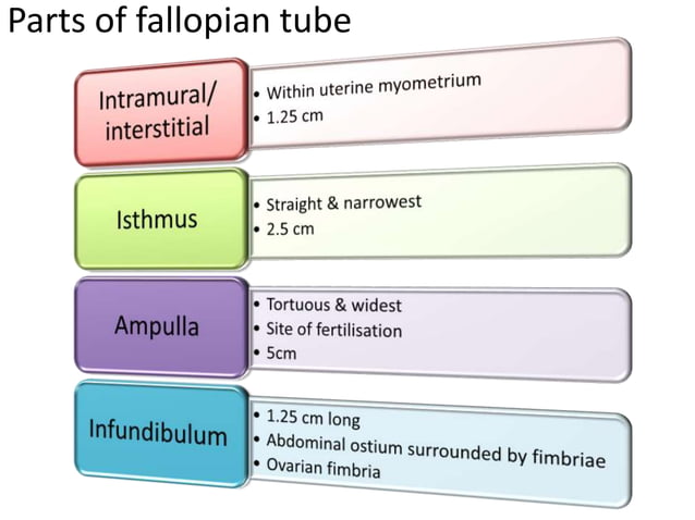 Anatomy of female genital tract | PPTX