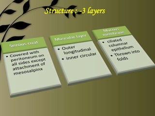 Anatomy of female genital tract | PPTX