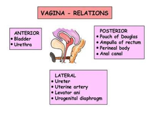 Anatomy Of Female Genital Tract