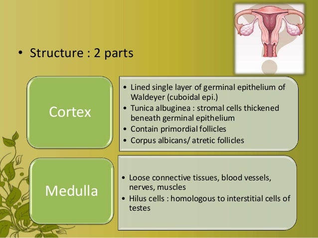 Anatomy of female genital tract