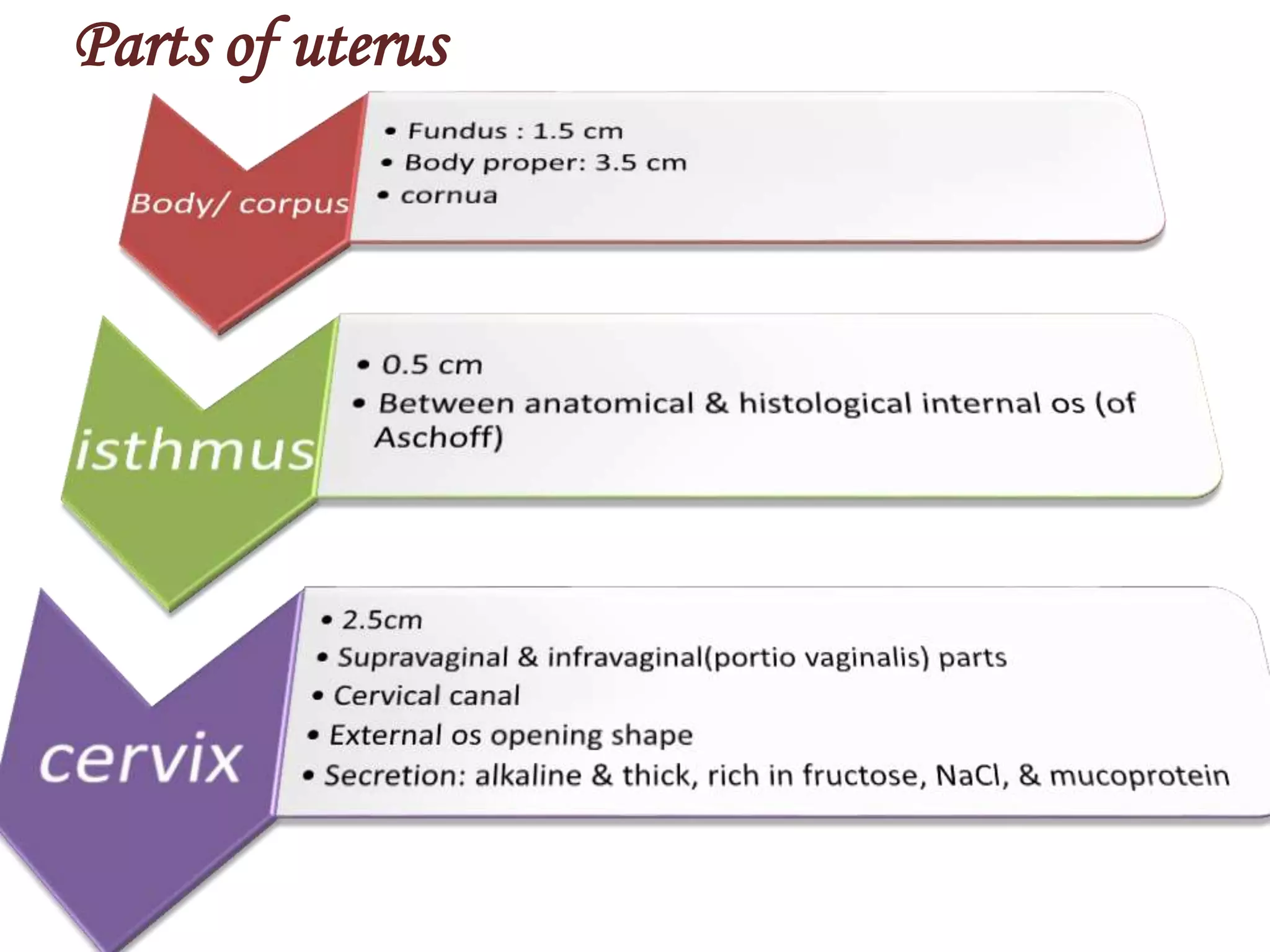 Anatomyof female genital tract | PPTX