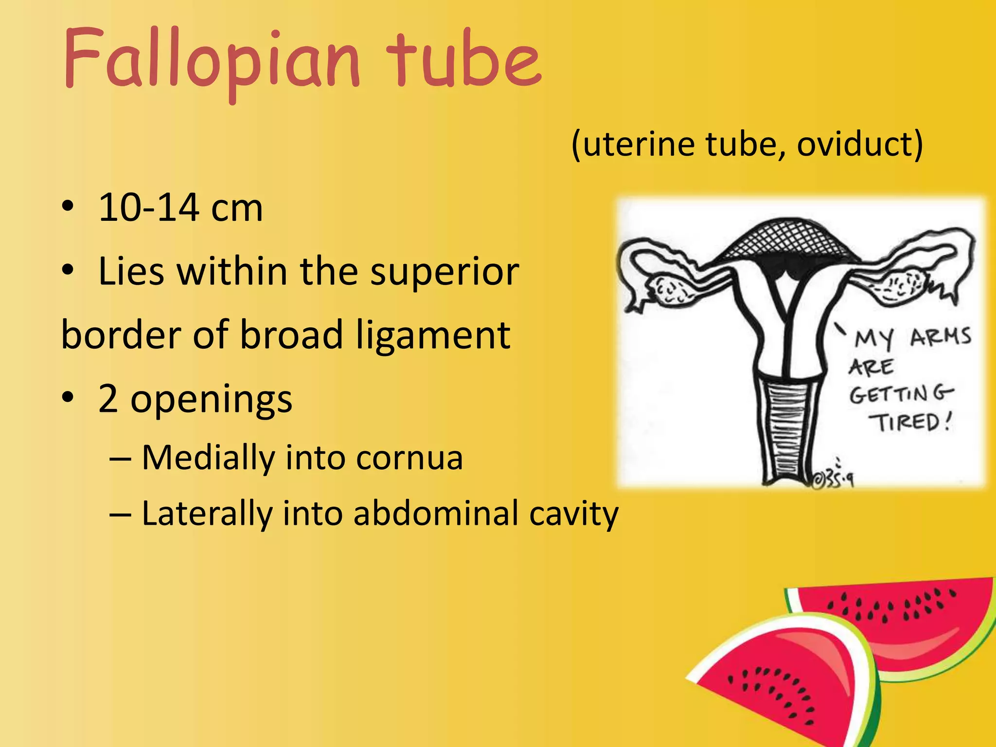 Anatomyof female genital tract | PPTX