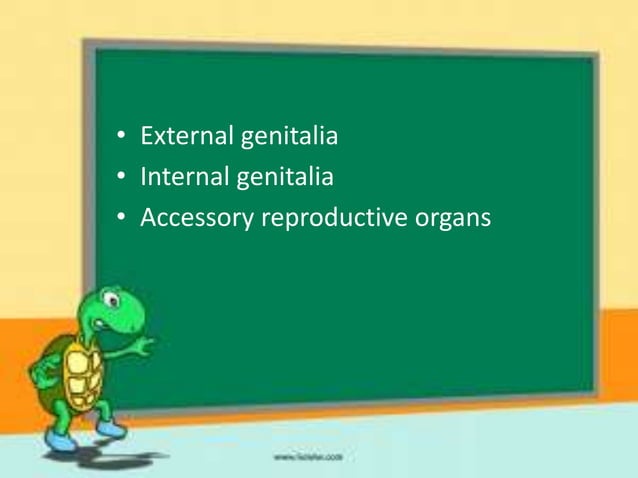 Anatomyof female genital tract | PPTX | Pregnancy | Reproductive Health