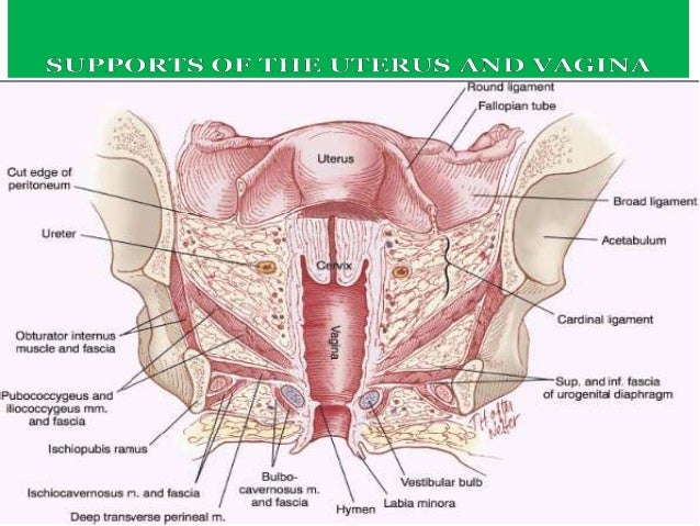 Anatomyof Female Genital Tract