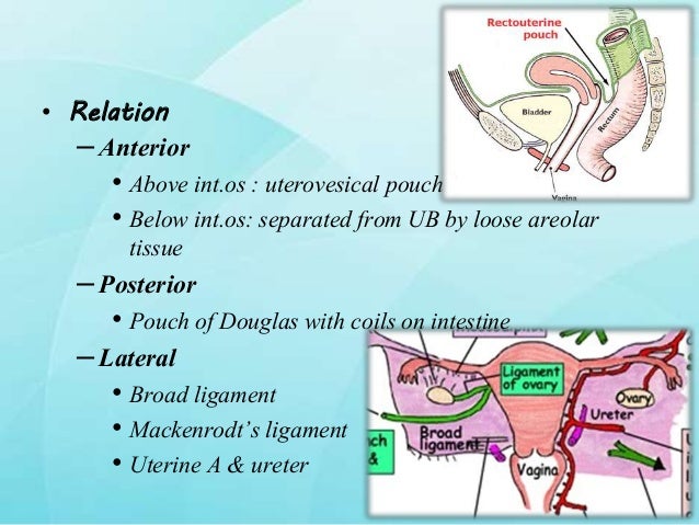 Anatomyof female genital tract