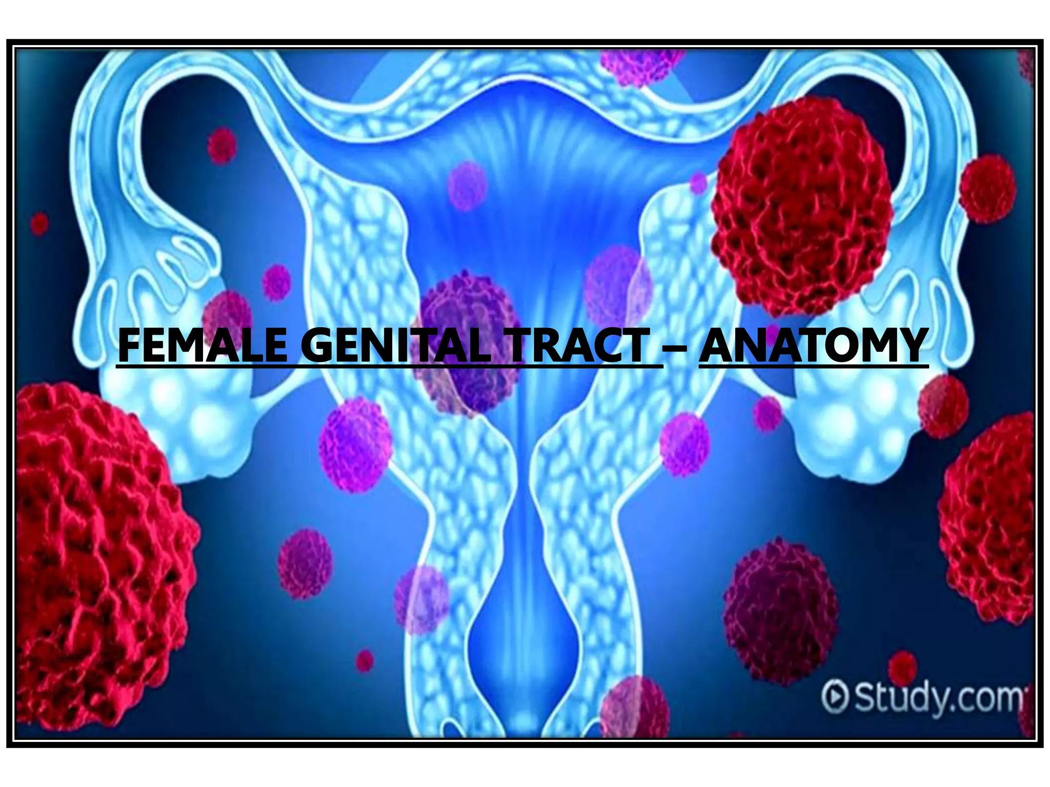 Anatomy of female genital tract | PPTX