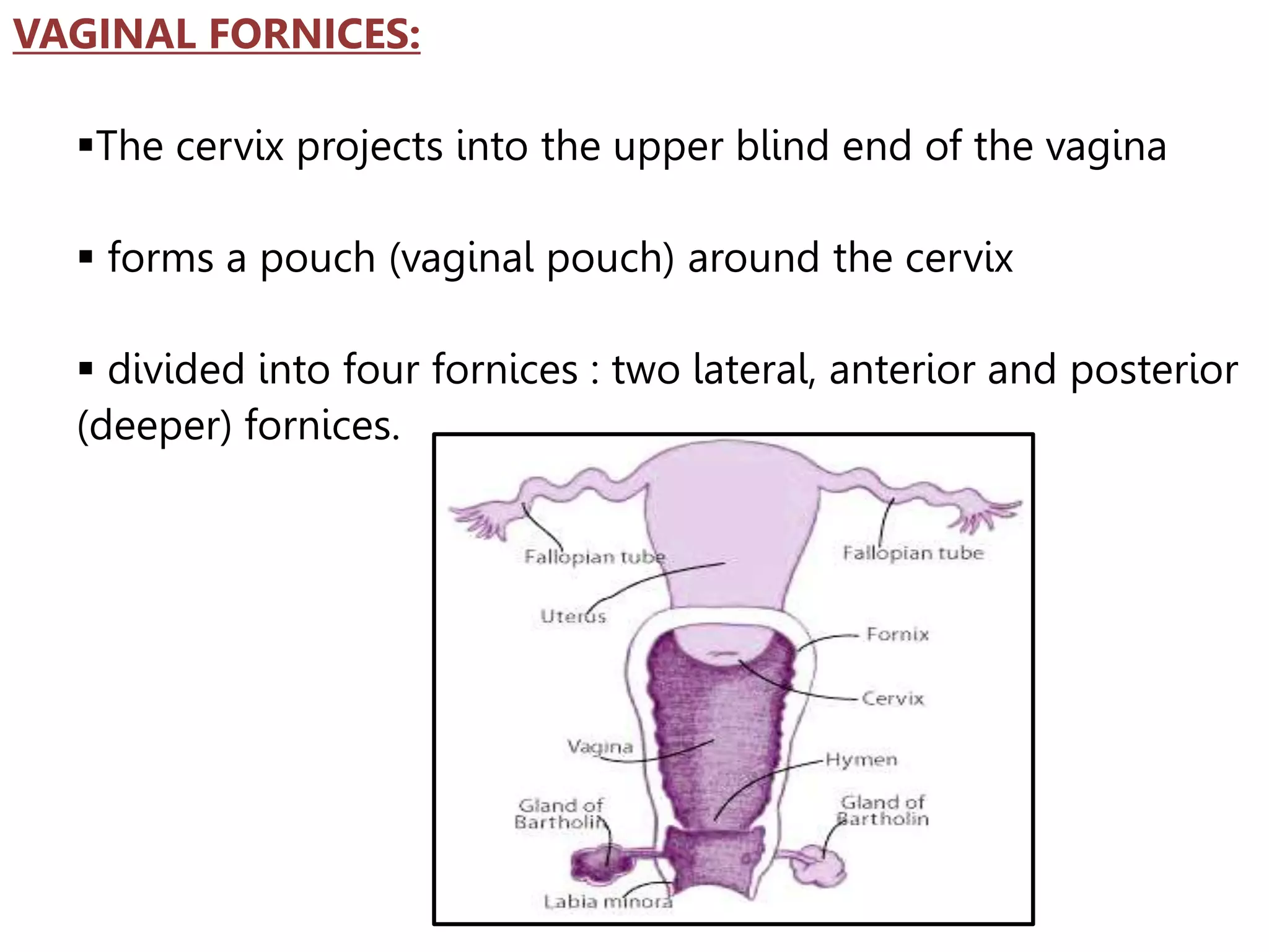 Anatomy of female genital tract | PPTX