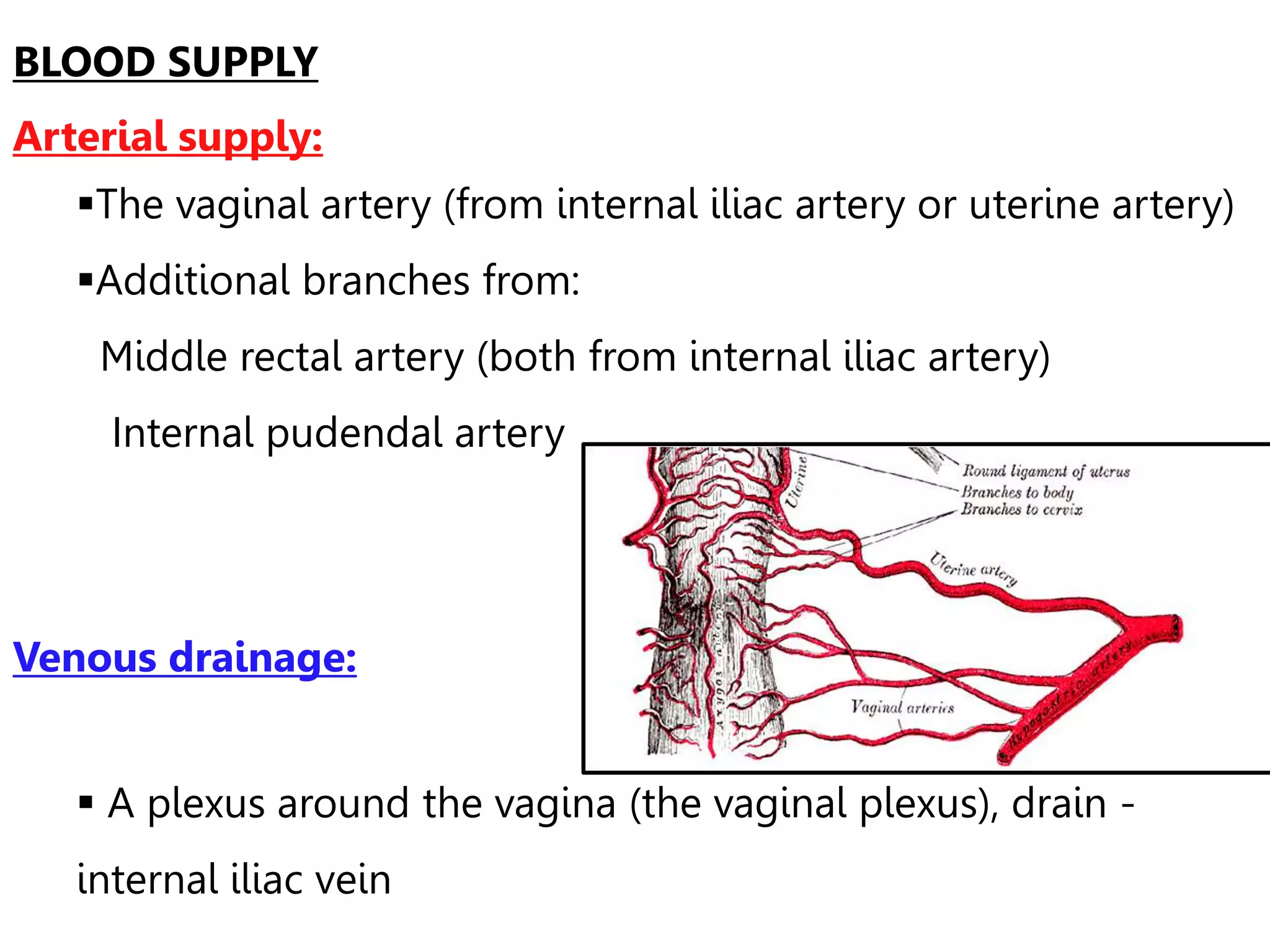 Anatomy of female genital tract | PPTX