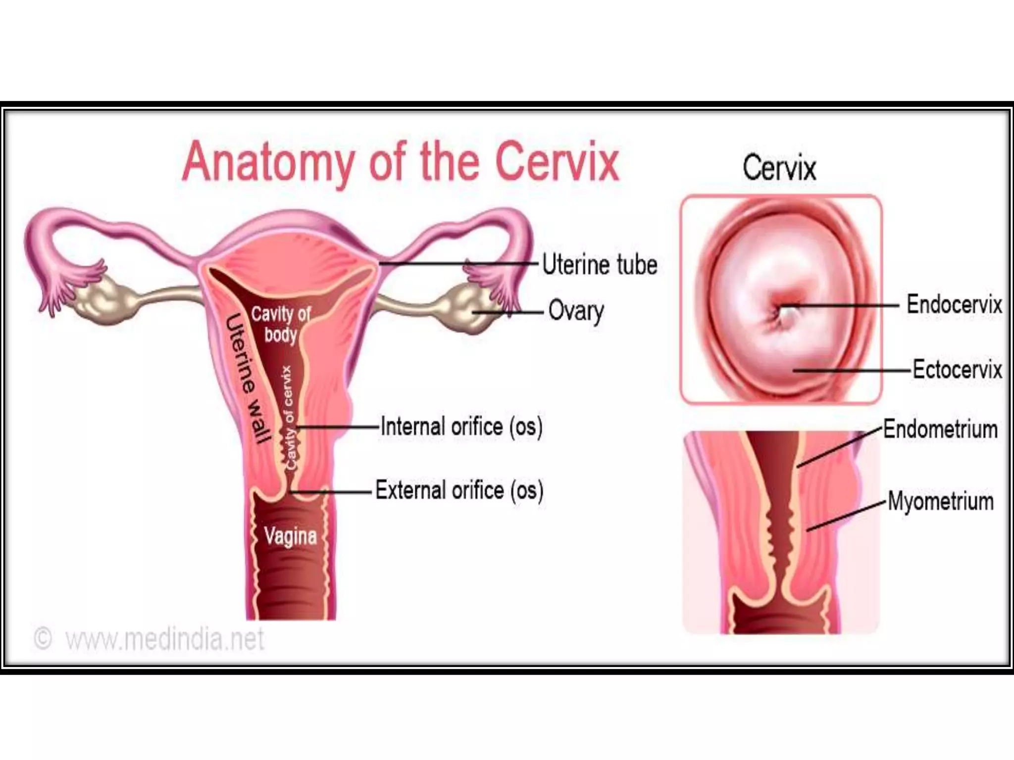 Anatomy of female genital tract | PPTX