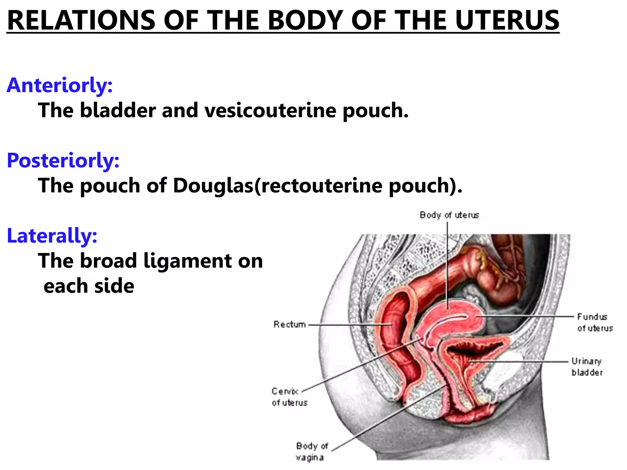 Anatomy of female genital tract | PPTX