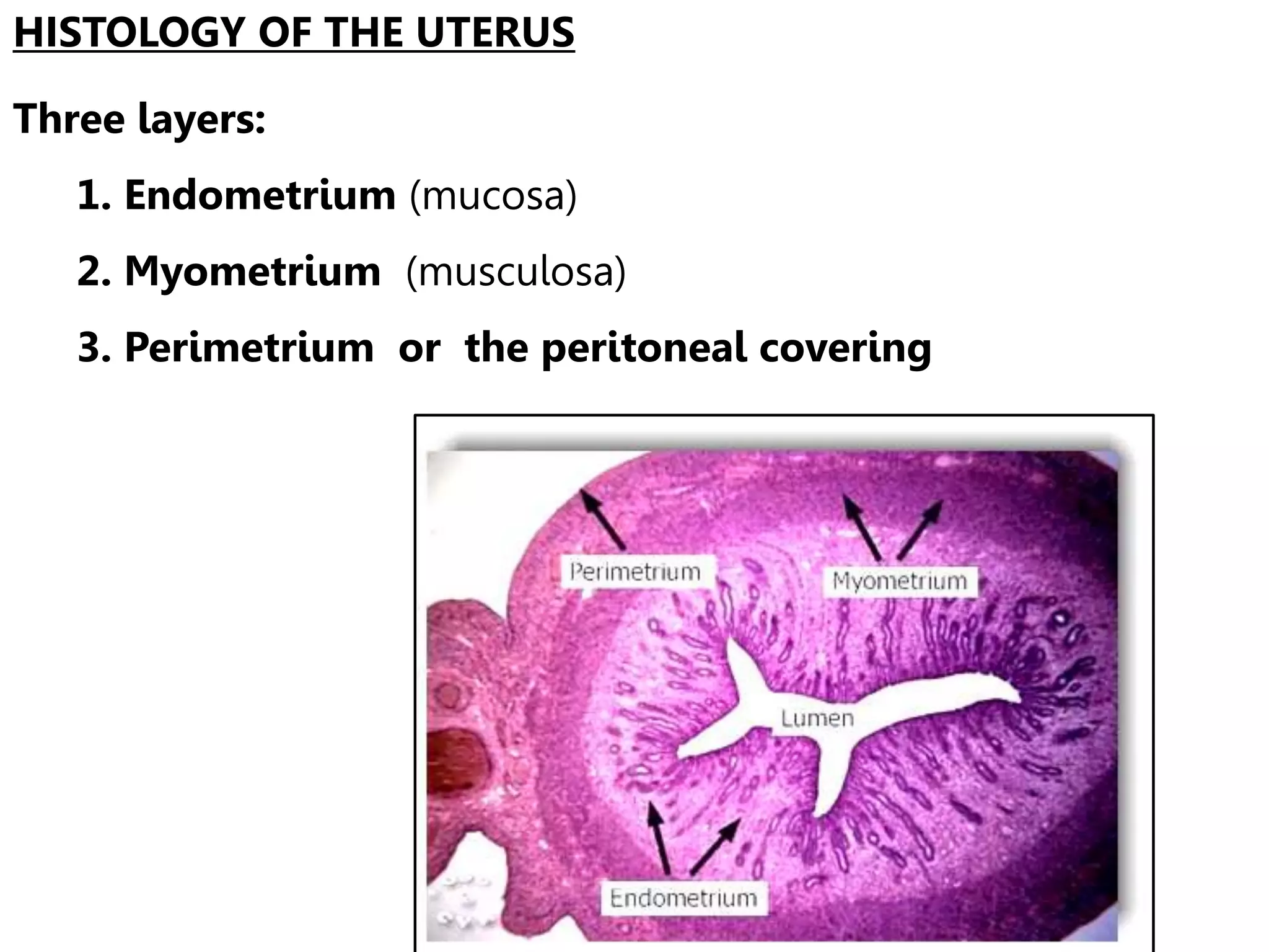 Anatomy of female genital tract | PPTX