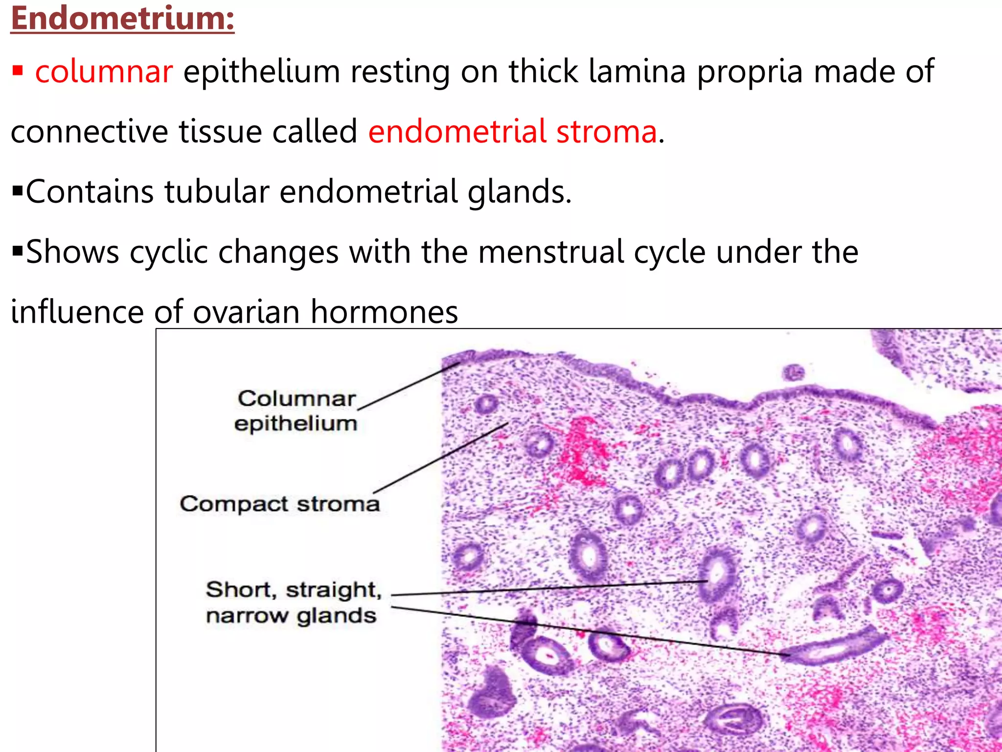 Anatomy of female genital tract | PPTX