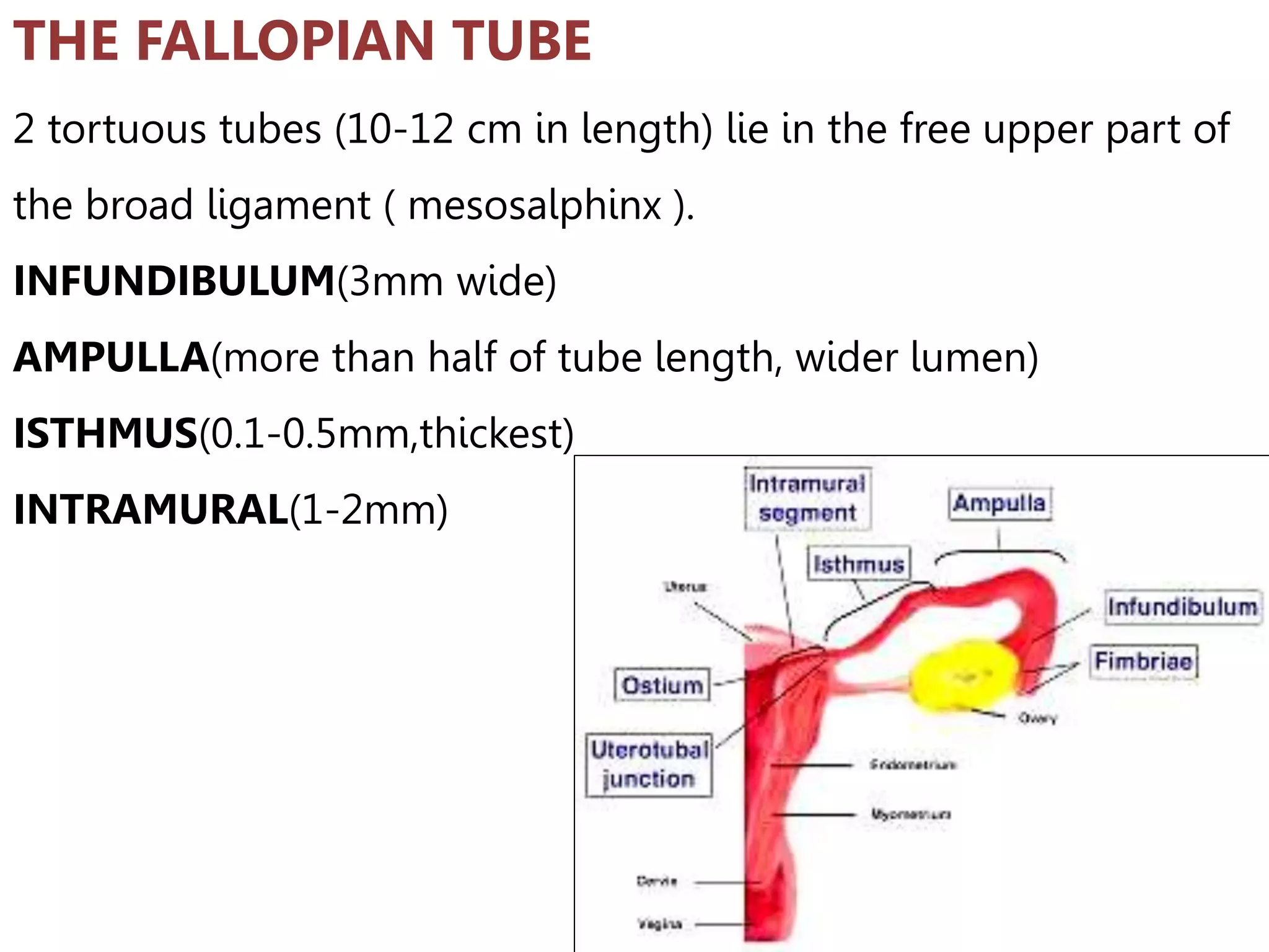 Anatomy of female genital tract | PPTX