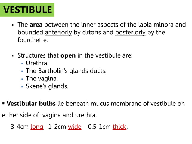Anatomy of female genital tract | PPTX | Pregnancy | Reproductive Health