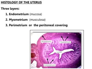 Anatomy of female genital tract | PPTX