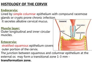 Anatomy of female genital tract | PPTX