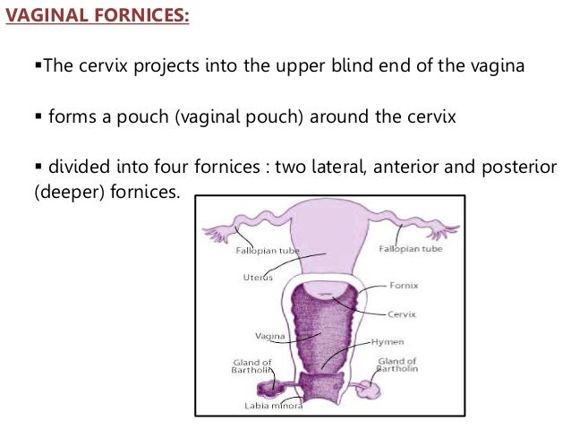 Anatomy of female genital tract