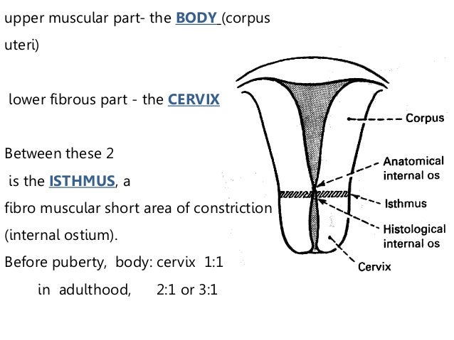 Anatomy of female genital tract
