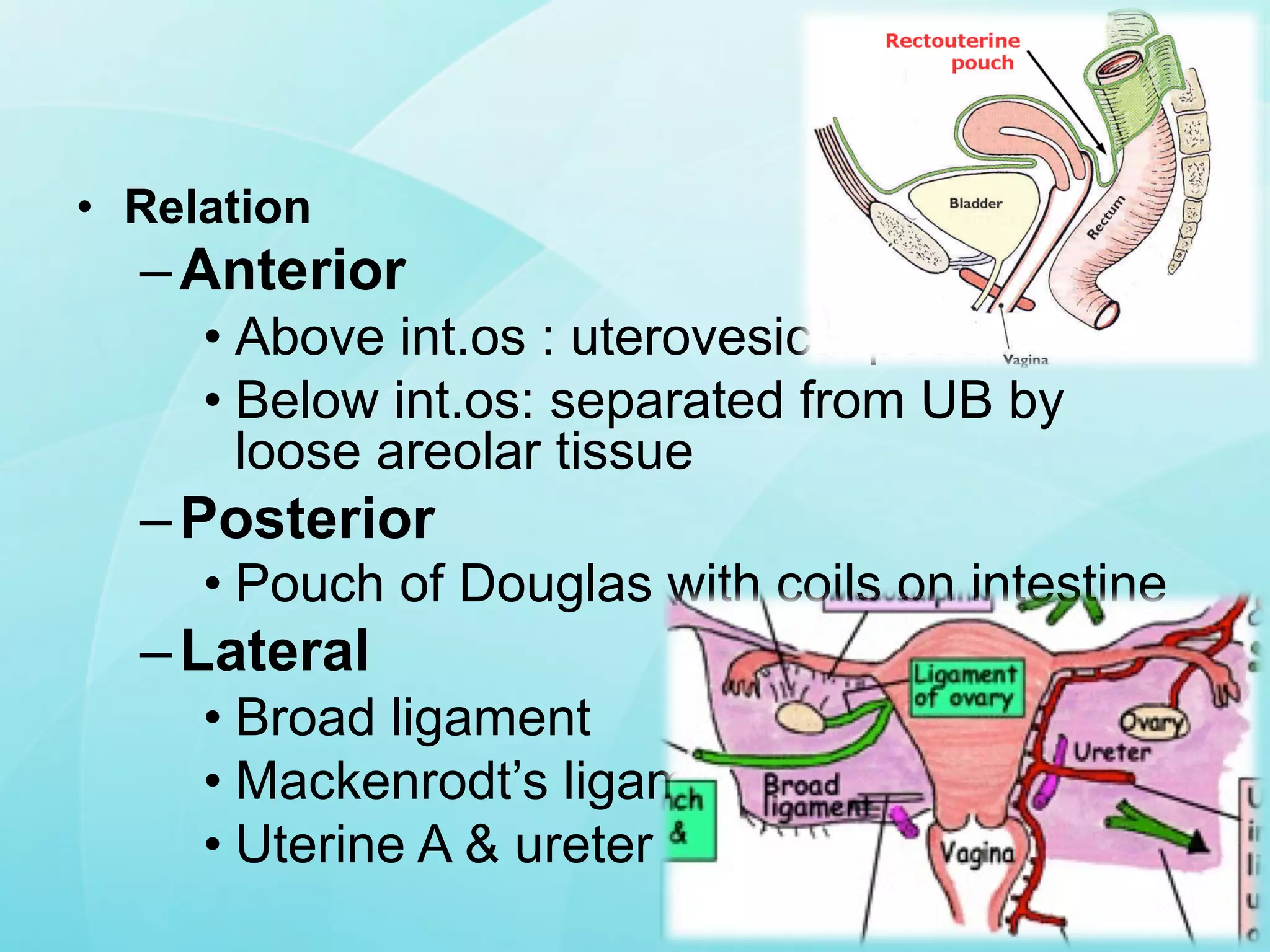 Anatomy of female genital tract | PDF | Pregnancy | Reproductive Health