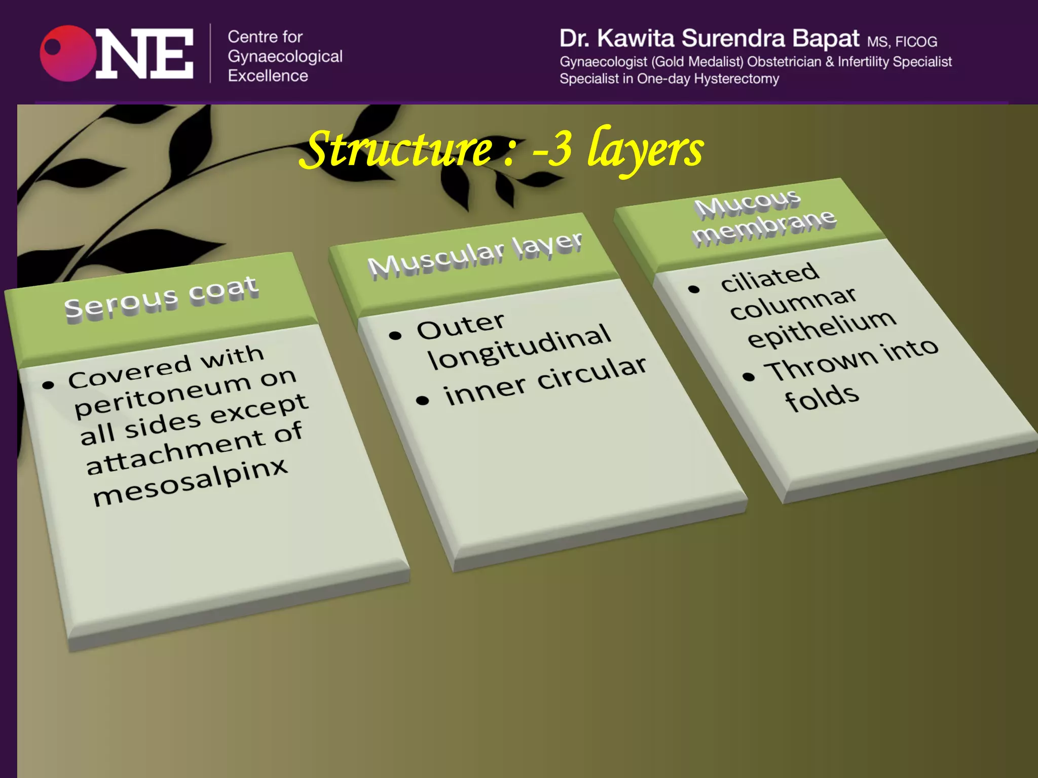 Anatomy of female genital tract | PDF | Pregnancy | Reproductive Health