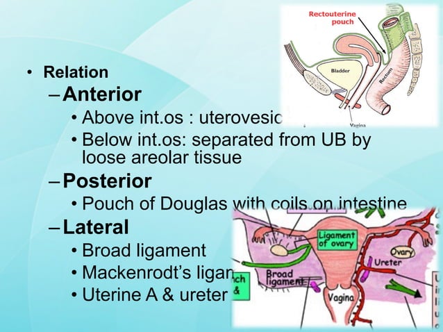 Anatomy of female genital tract | PPT