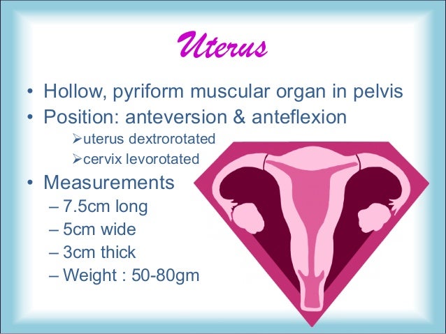 Anatomy Of Female Genitalia Diagram