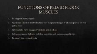 In detail ANATOMY OF FEMALE GENITAL TRACT-2.pptx