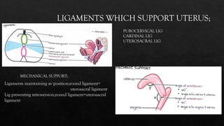 In detail ANATOMY OF FEMALE GENITAL TRACT-2.pptx
