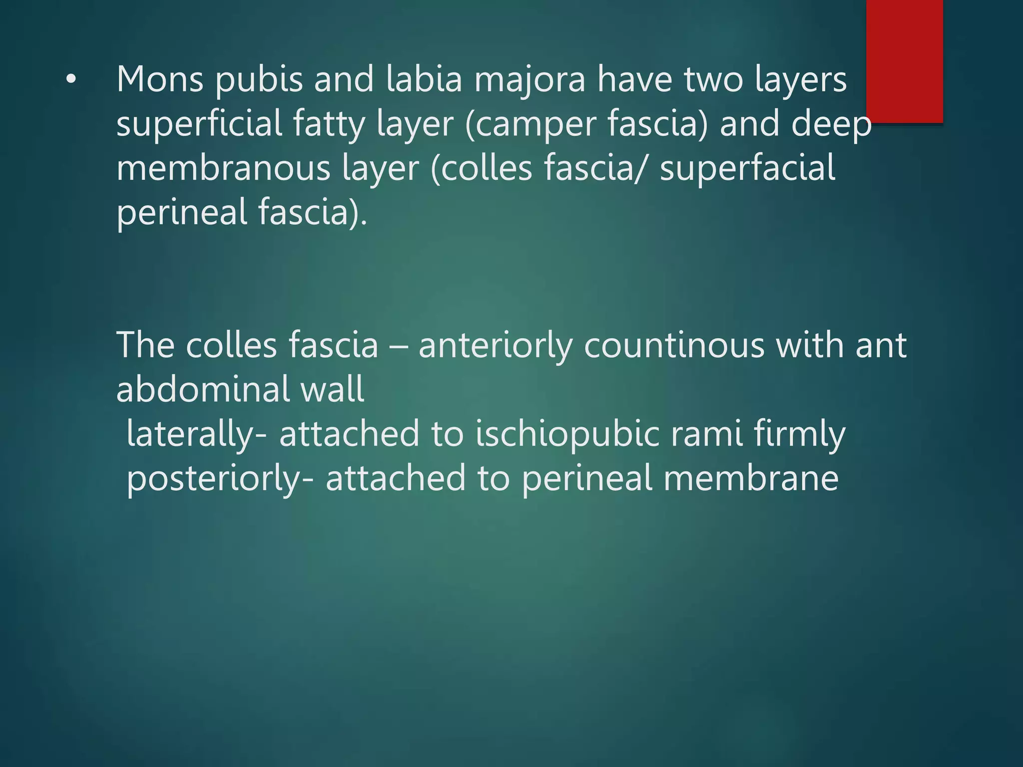anatomy of female genital tract.pptx