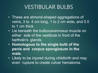 anatomy of female genital tract.pptx