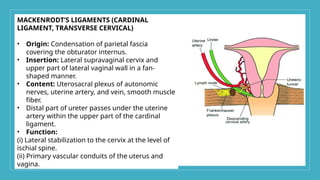 ANATOMY OF FEMALE GENITAL TRACT - OBSTETRICS | PPTX