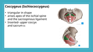 ANATOMY OF FEMALE GENITAL TRACT - OBSTETRICS | PPTX