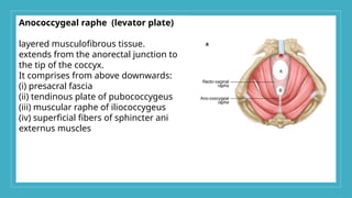 ANATOMY OF FEMALE GENITAL TRACT - OBSTETRICS | PPTX