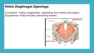 ANATOMY OF FEMALE GENITAL TRACT - OBSTETRICS | PPTX