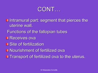 Anatomy of Female internal genitalia.pptx