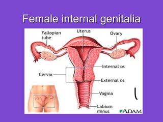 Anatomy of Female internal genitalia.pptx