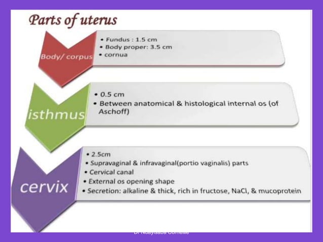 Anatomy of Female internal genitalia.pptx