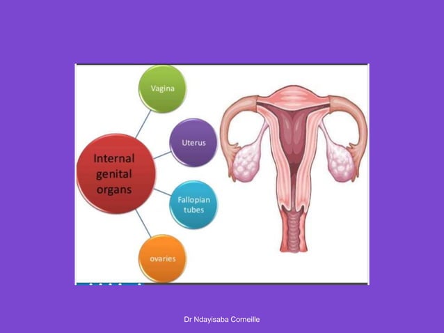 Anatomy of Female internal genitalia.pptx