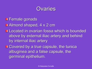 Anatomy of Female internal genitalia.pptx