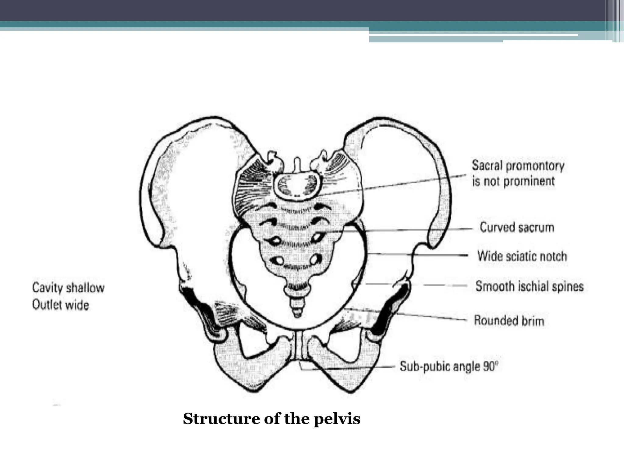 ANATOMY OF FEMALE PELVIS.pptx