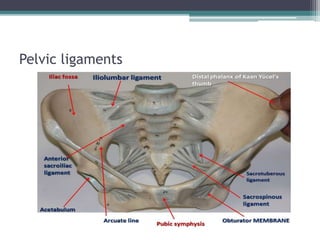 ANATOMY OF FEMALE PELVIS.pptx