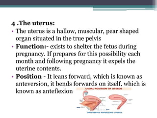 ANATOMY OF FEMALE PELVIS.pptx
